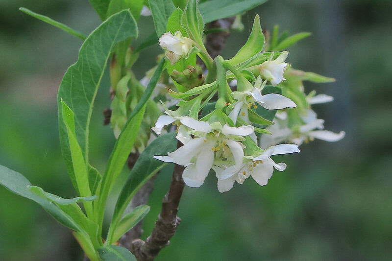 Oemleria cerasiformis (Indian Plum)