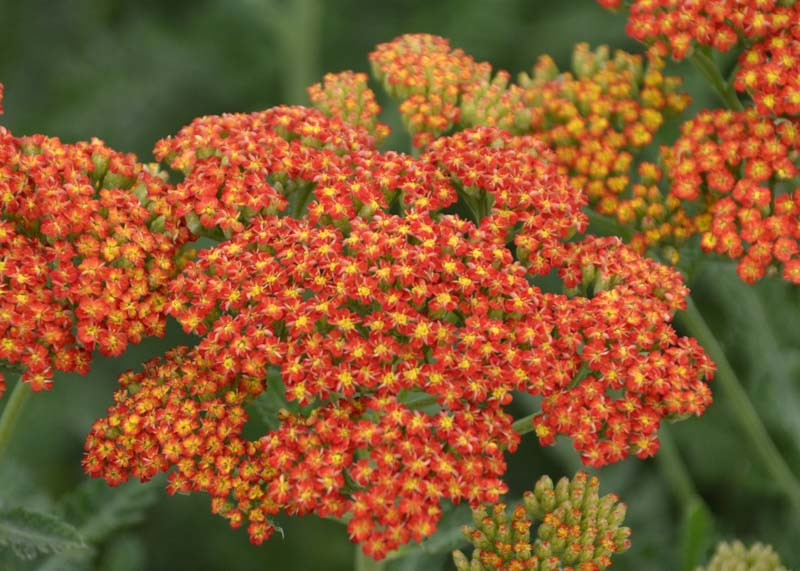 Achillea millefolium 'Sassy Summer Sunset' (Yarrow)