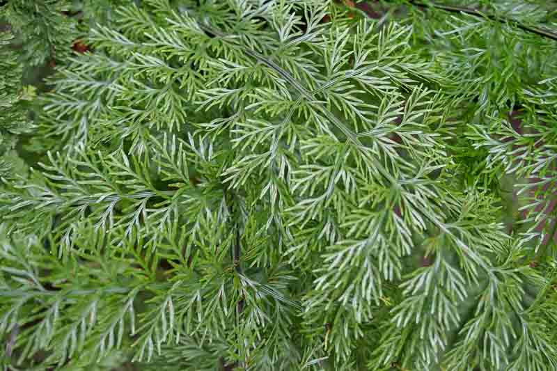 Asplenium bulbiferum (Hen and Chickens Fern)