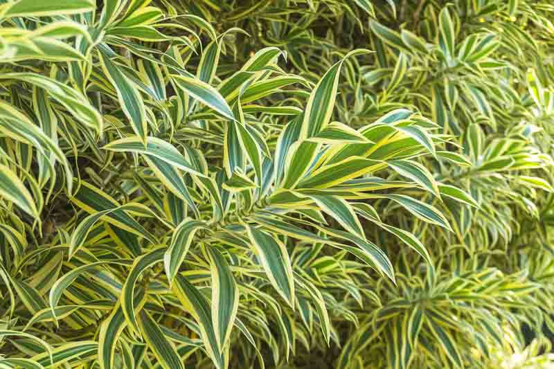 Dracaena reflexa 'Variegata' (Song of India)