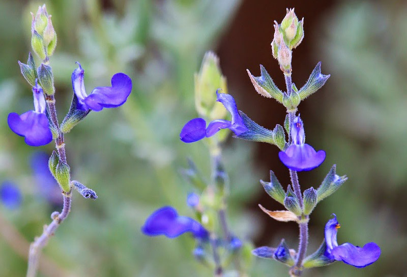 Salvia chamaedryoides (Germander Sage)