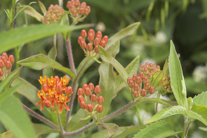 Asclepias lanceolata (Fewflower Milkweed)