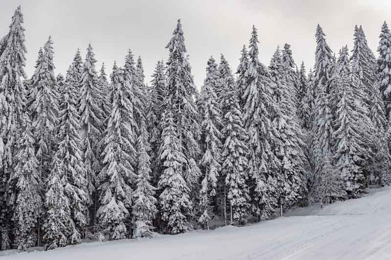 Abies alba (European Silver Fir)