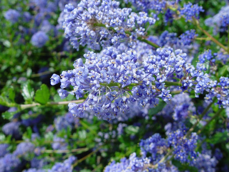 Ceanothus 'Autumnal Blue' (California Lilac)