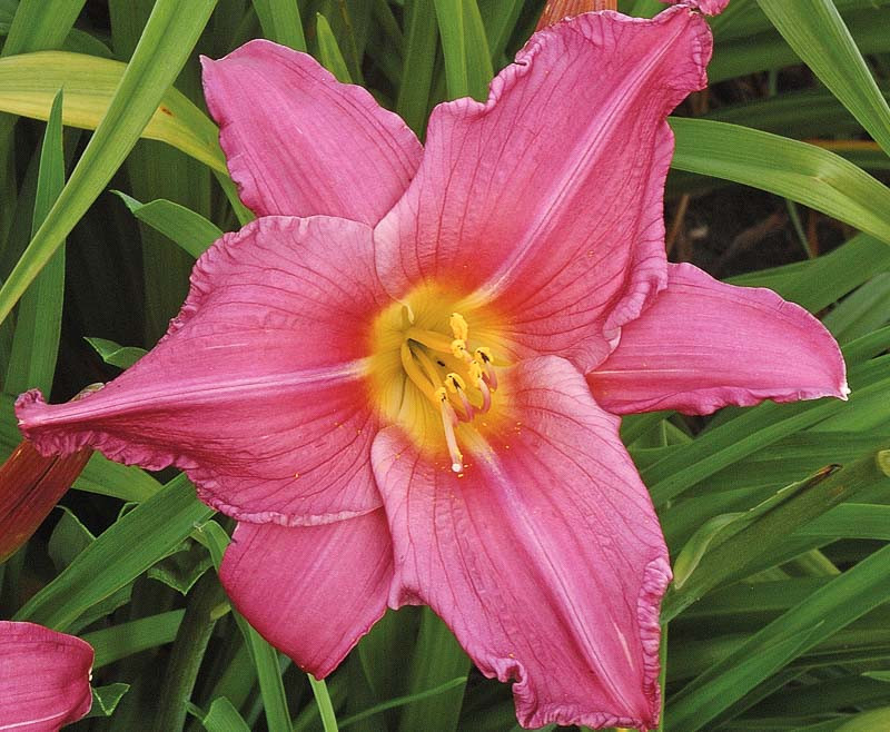 Hemerocallis 'Summer Wine' (Daylily)
