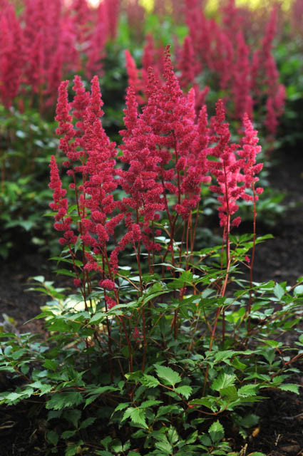 Astilbe 'Red Sentinel' (Japonica Hybrid)