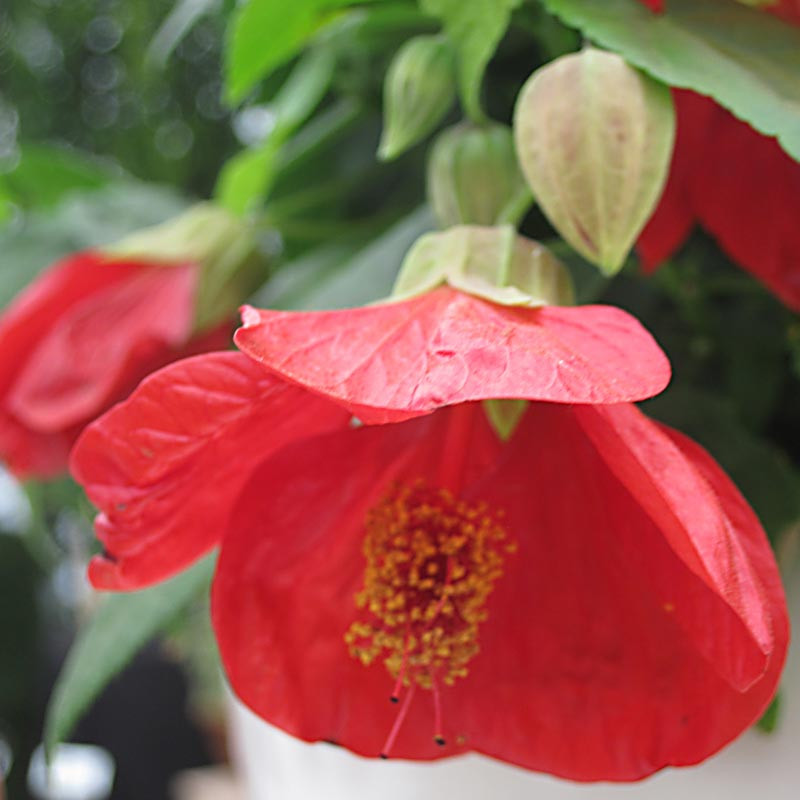 Abutilon 'Lucky Lantern Red' (Flowering Maple)