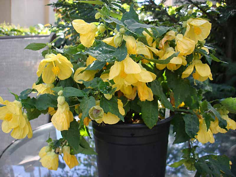 Abutilon 'Lucky Lantern Yellow' (Flowering Maple)