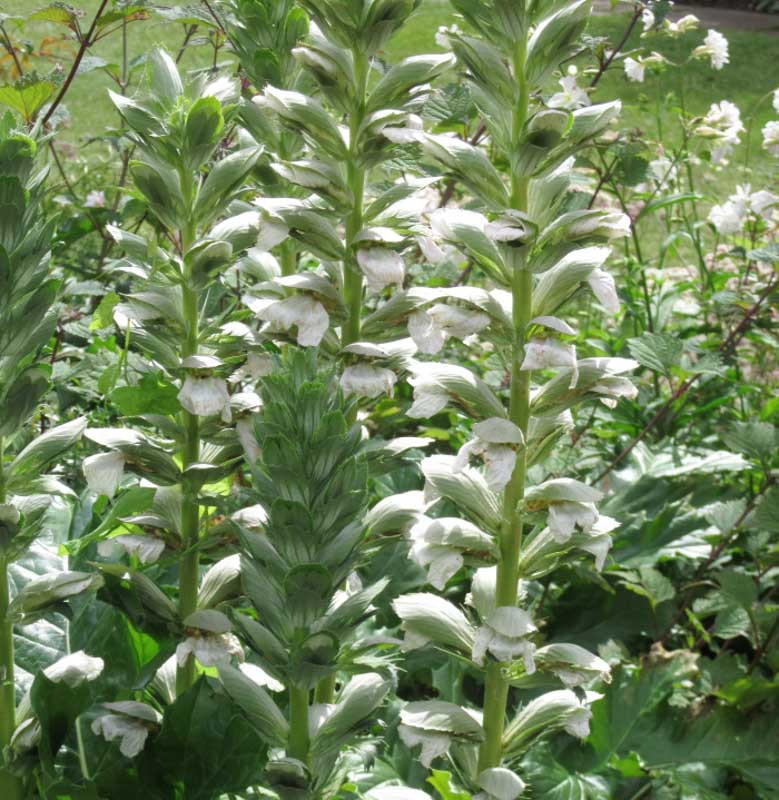 Acanthus mollis 'Rue Ledan' (Bear's Breech)