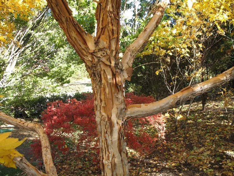 Acer triflorum (Three-Flowered Maple)