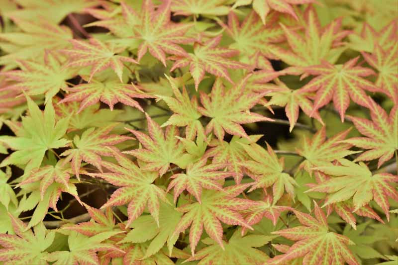 Acer shirasawanum 'Autumn Moon' (Full Moon Maple)