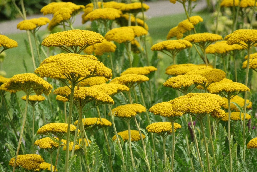 Achillea 'Coronation Gold'