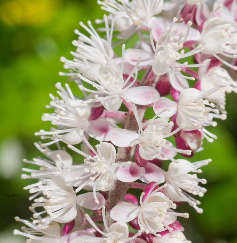 Actaea simplex 'Pink Spike' (Baneberry)