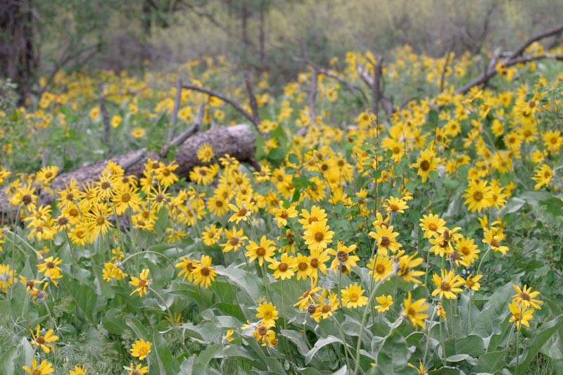 Balsamorhiza sagittata (Arrowleaf Balsamroot)