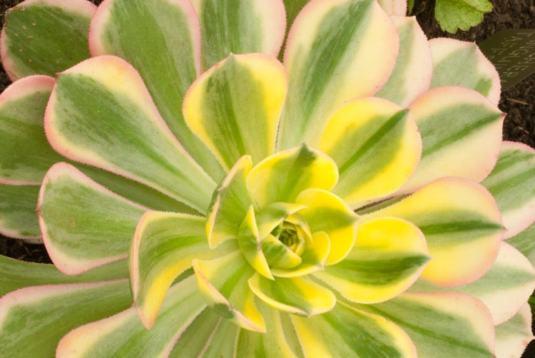 Aeonium 'Sunburst'