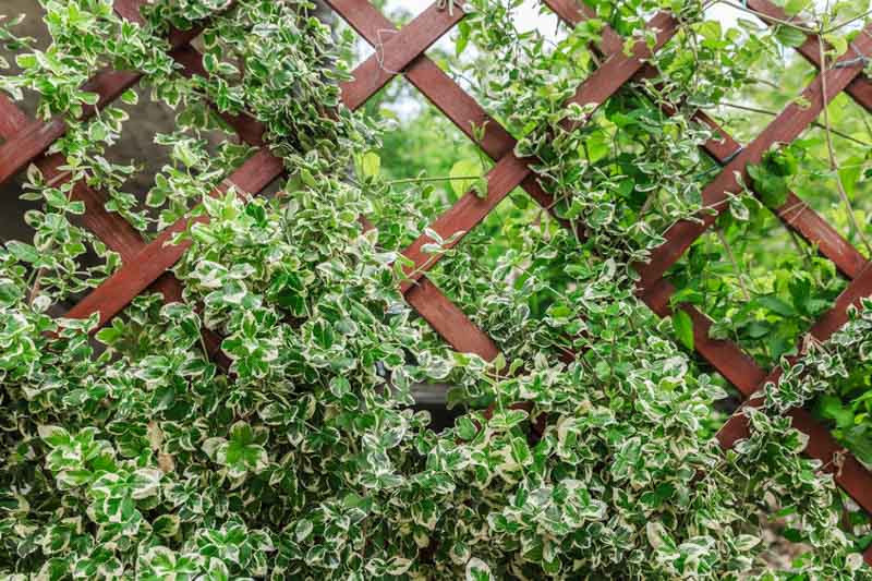 Euonymus fortunei (Wintercreeper)