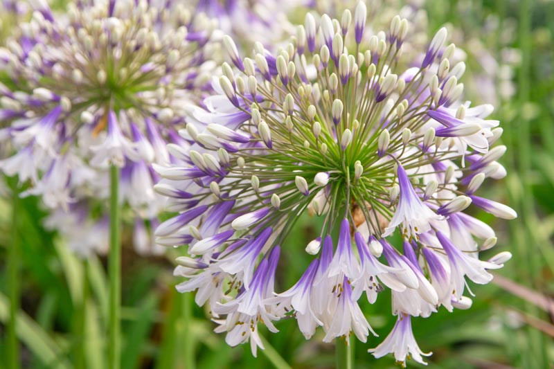 Agapanthus Fireworks (African Lily)