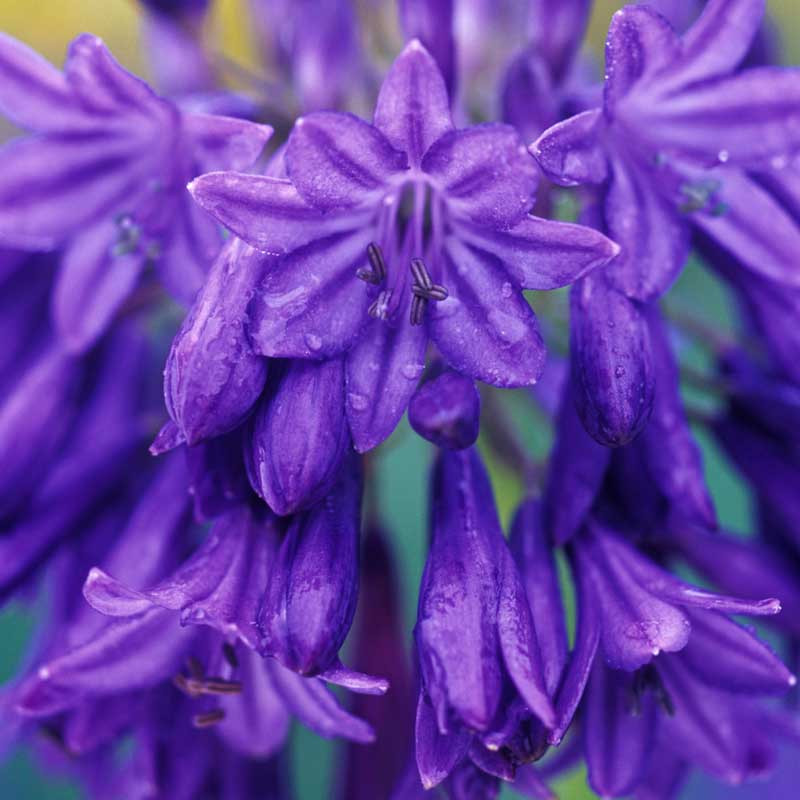 Agapanthus 'Bressingham Blue' (African Lily)