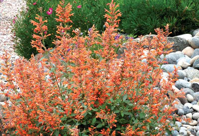 Agastache 'Kudos Mandarin' (Hummingbird Mint)