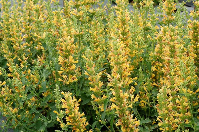 Agastache 'Kudos Yellow' (Hummingbird Mint)