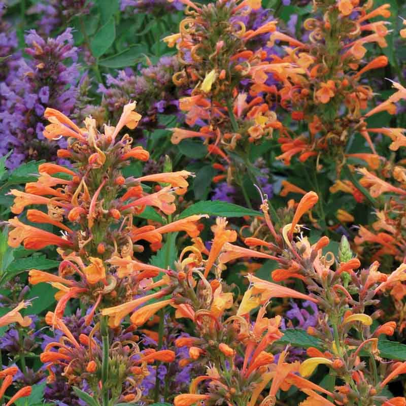 Agastache 'Summer Sunset' (Hummingbird Mint)