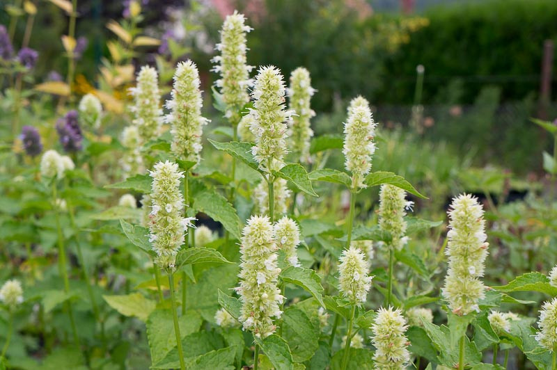 Agastache rugosa f. albiflora (Korean Mint)