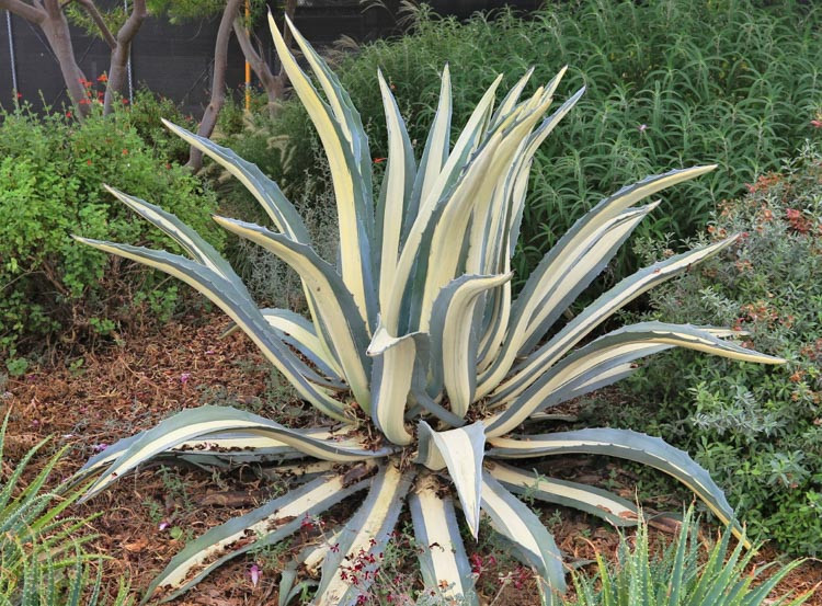 Agave americana 'Mediopicta Alba' (Century Plant)