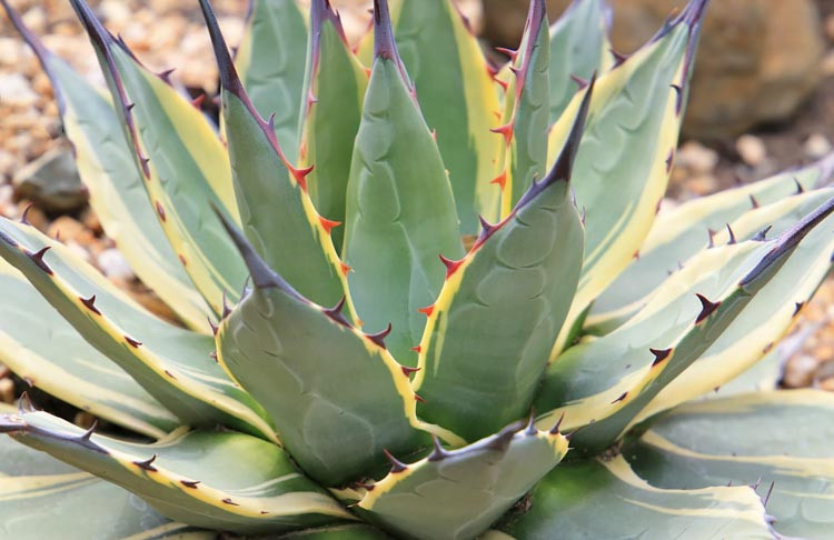 Agave 'Cream Spike'