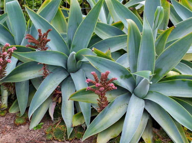 Agave attenuata 'Boutin Blue' (Fox Tail Agave)