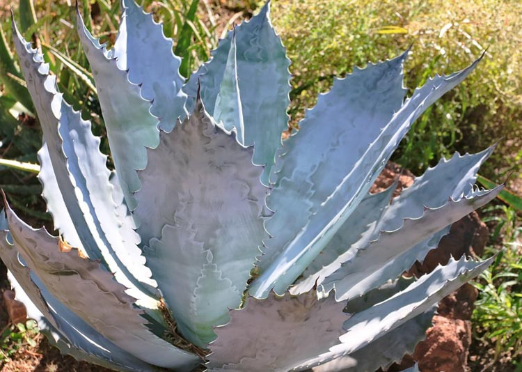Agave colorata (Mescal Ceniza)