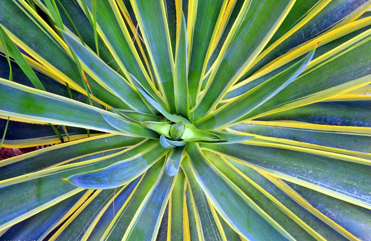 Agave desmetiana 'Variegata'