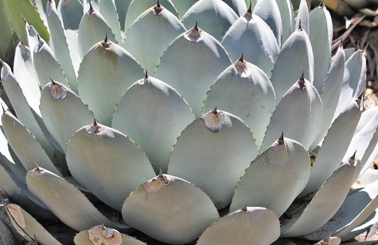 Agave parryi var. truncata (Artichoke Agave)
