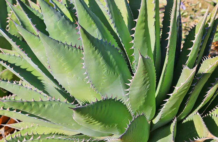 Agave shawii (Shaw's Agave)