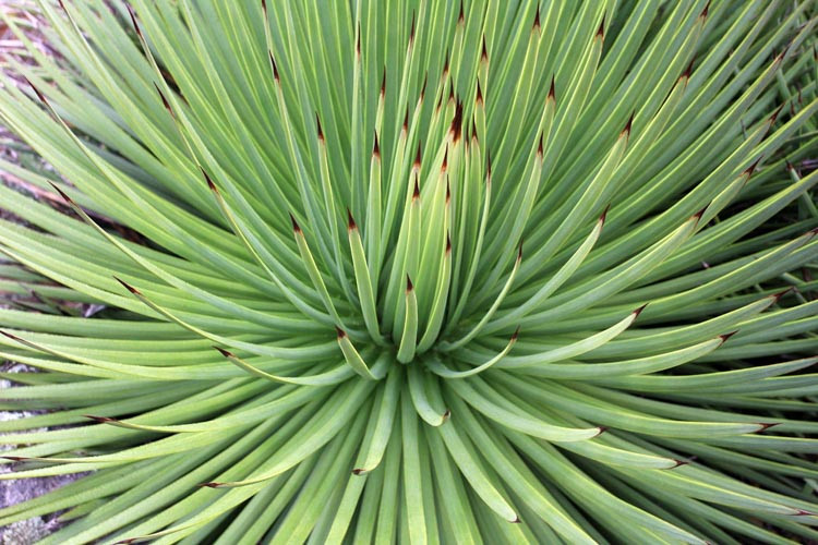 Agave striata (Narrow Leaf Century Plant)