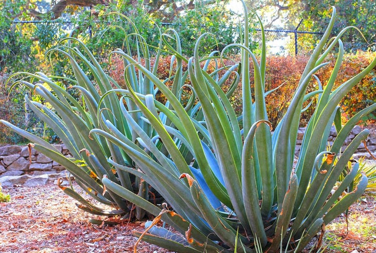 Agave vilmoriniana (Octopus Agave)