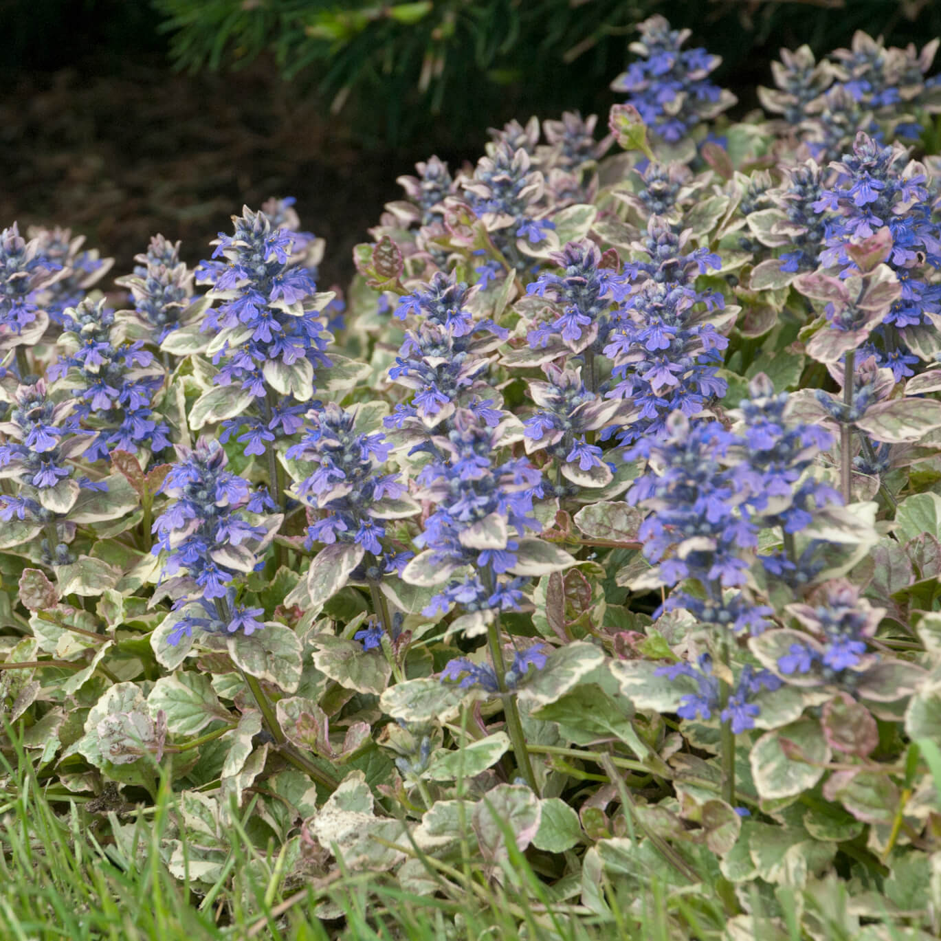 Ajuga reptans 'Burgundy Glow' (Carpet Bugle)