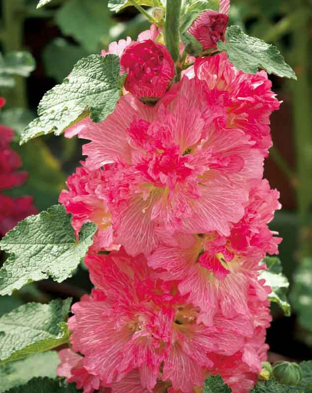 Alcea rosea 'Spring Celebrities Carmine Rose' (Hollyhock)