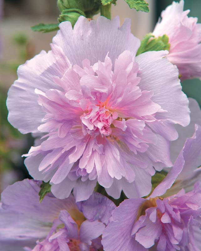 Alcea rosea 'Spring Celebrities Lilac' (Hollyhock)
