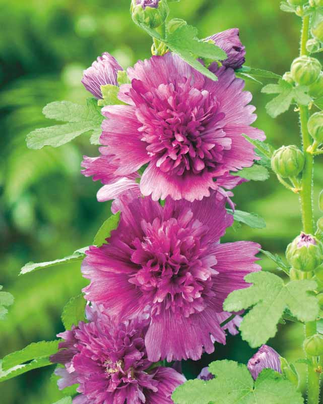Alcea rosea 'Spring Celebrities Purple' (Hollyhock)
