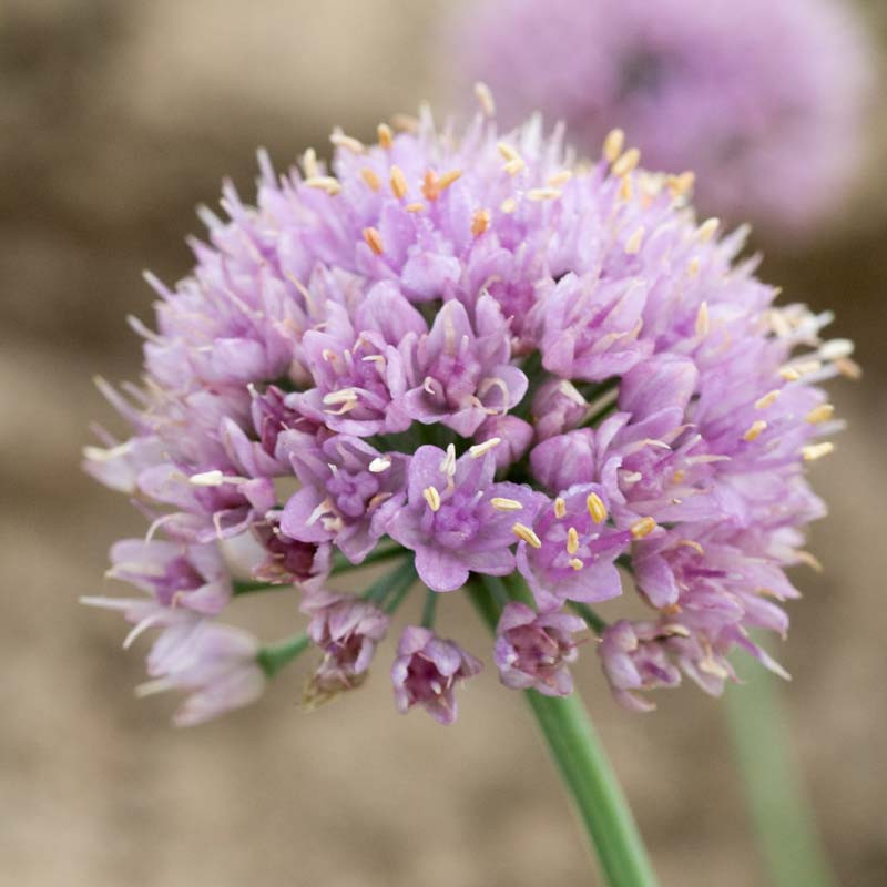 Allium senescens 'Blue Eddy' (Ornamental Allium)