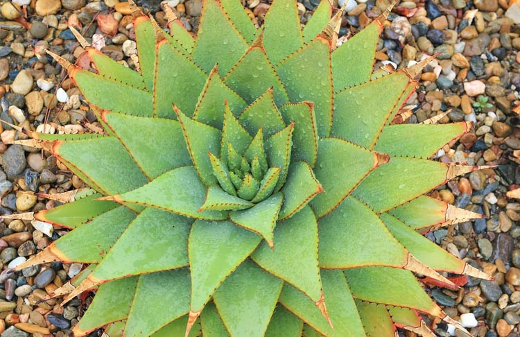 Aloe broomii (Snake Aloe)