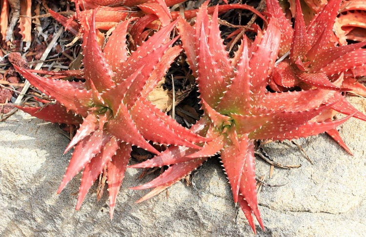 Aloe dorotheae (Sunset Aloe)