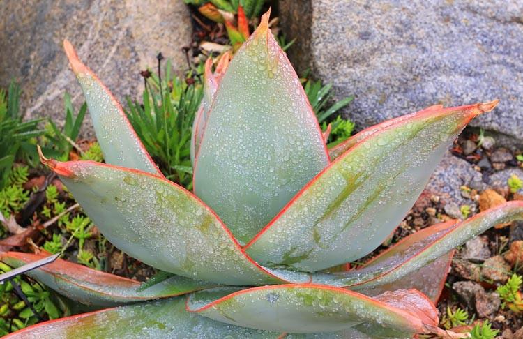 Aloe striata (Coral Aloe)