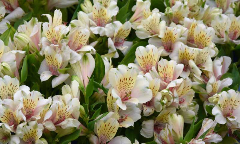 Alstroemeria Inticancha 'Magic White' (Peruvian Lily)