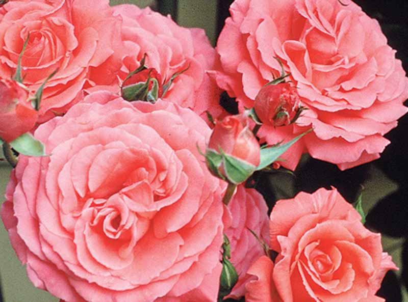 Rosa America (Climbing Rose)