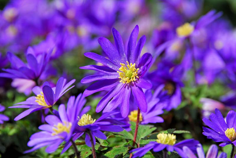 Anemone blanda 'Blue Shades' (Grecian Windflower)