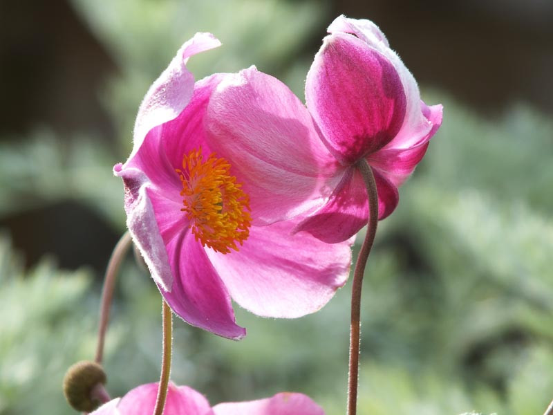 Anemone hupehensis 'Praecox' (Japanese Anemone)