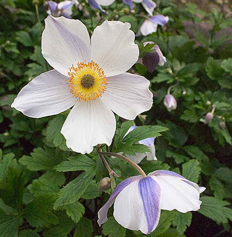 Anemone 'Wild Swan' (Japanese Anemone)