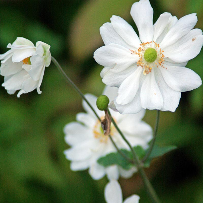 Anemone x hybrida 'Whirlwind' (Japanese Anemone)