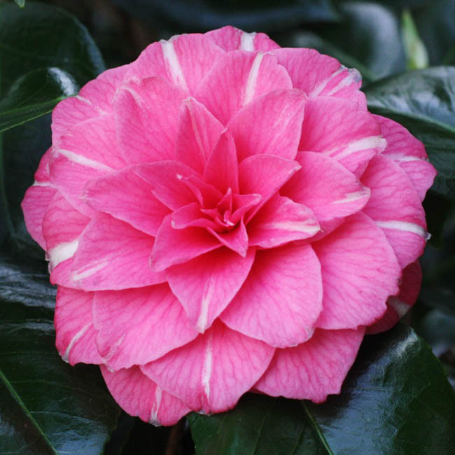 Camellia japonica 'April Rose'